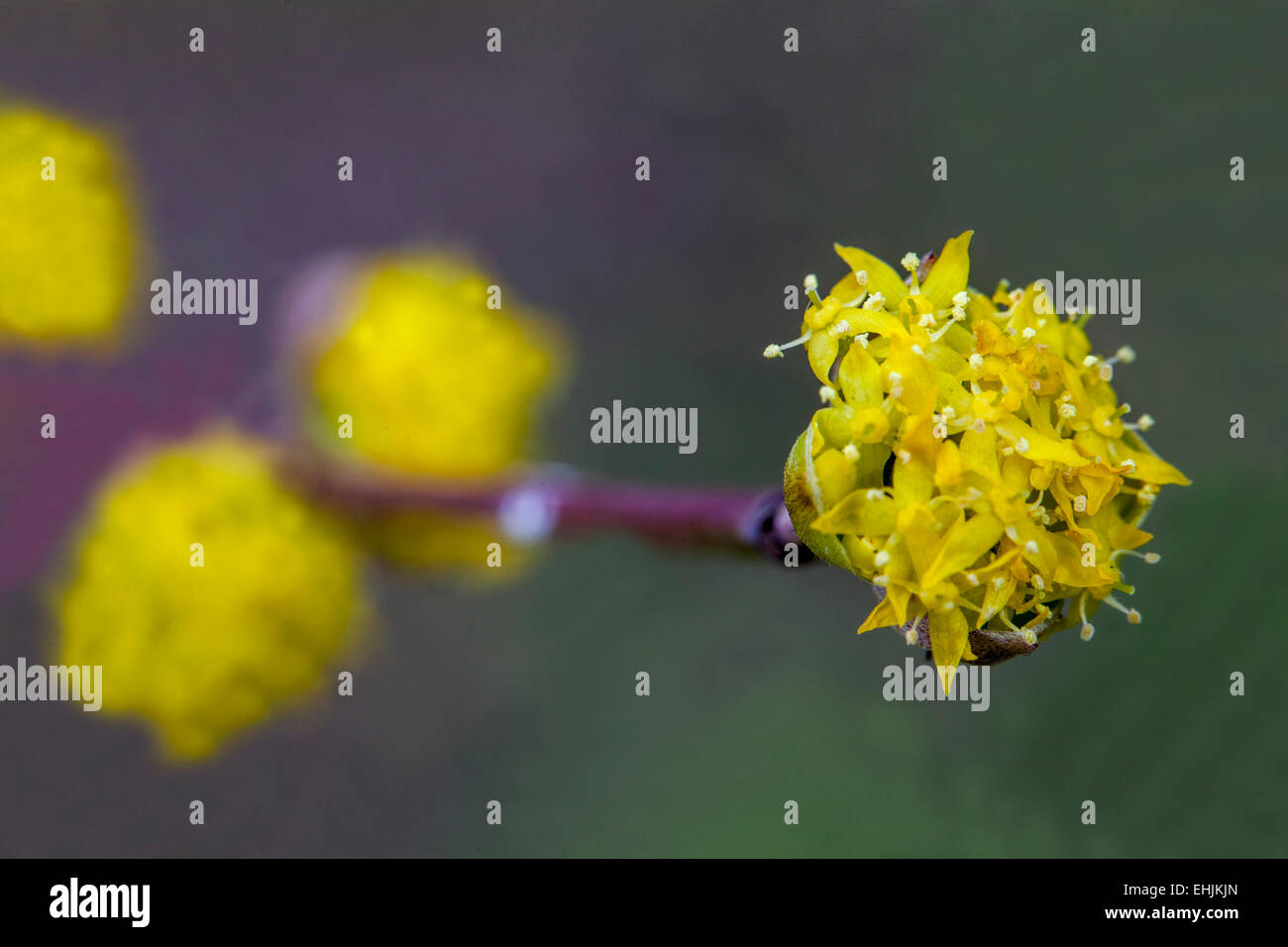 Cornus mas, Cornelian Cherry, yellow flowers, close up, flowering in ...