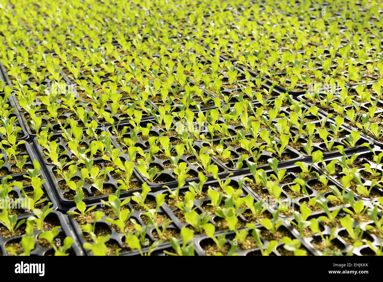 Salad plantation on a farm Stock Photo - Alamy