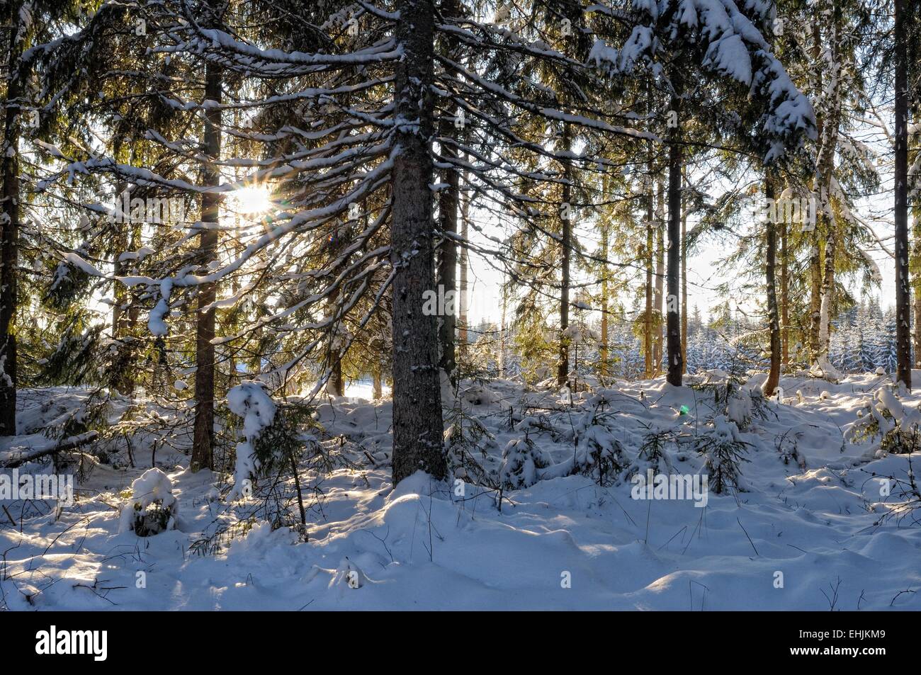 Landscape with winter sunny forest Stock Photo - Alamy
