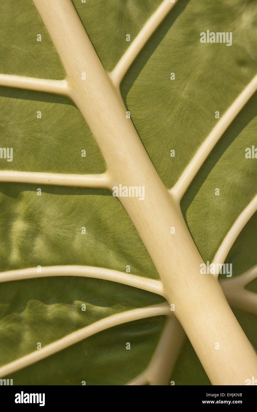 Vein patterns hi-res stock photography and images - Alamy