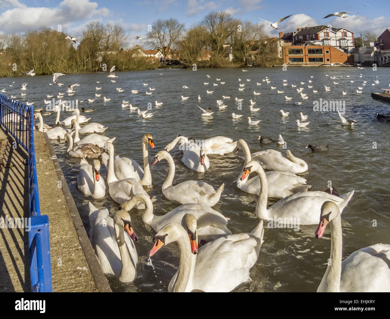 River birds uk hi-res stock photography and images - Alamy