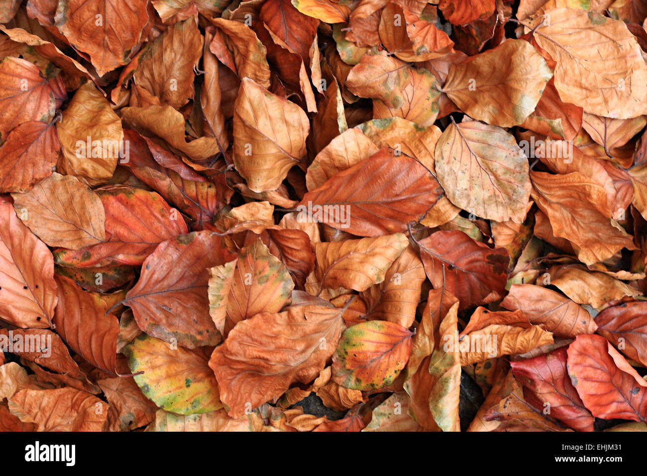 Foliage textur hi-res stock photography and images - Alamy