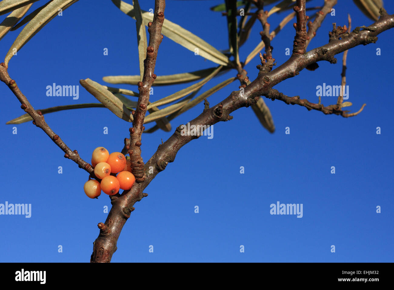 Wild thorn plant hi-res stock photography and images - Alamy