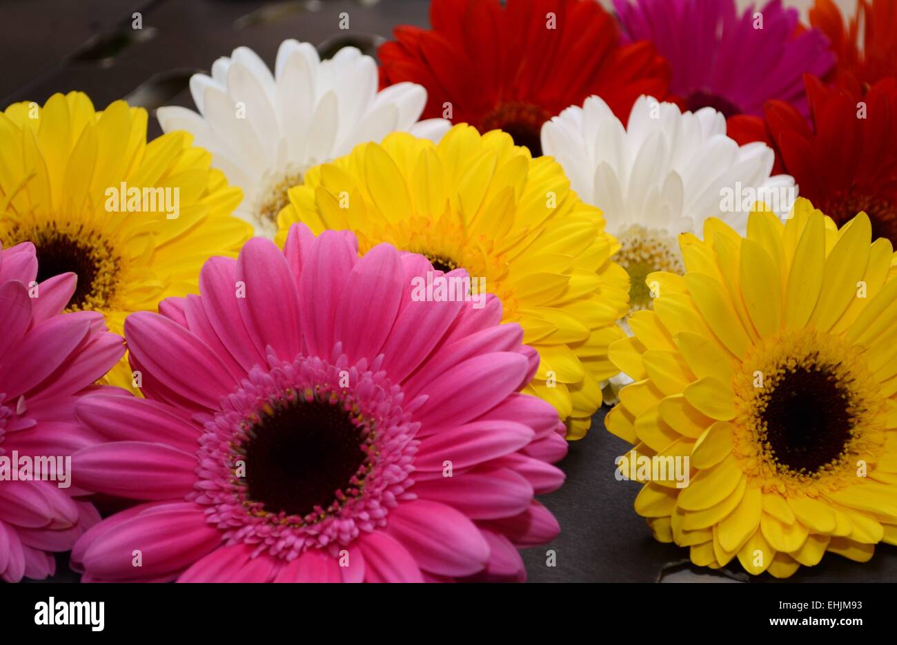 Colorful flower hi-res stock photography and images - Alamy