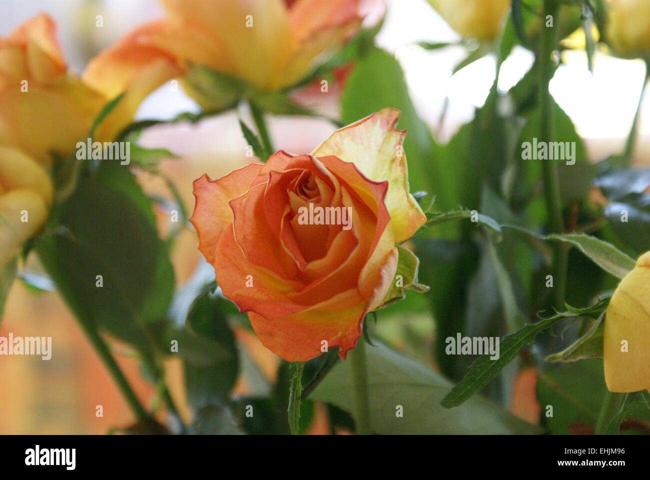 Orange rosen hi-res stock photography and images - Alamy