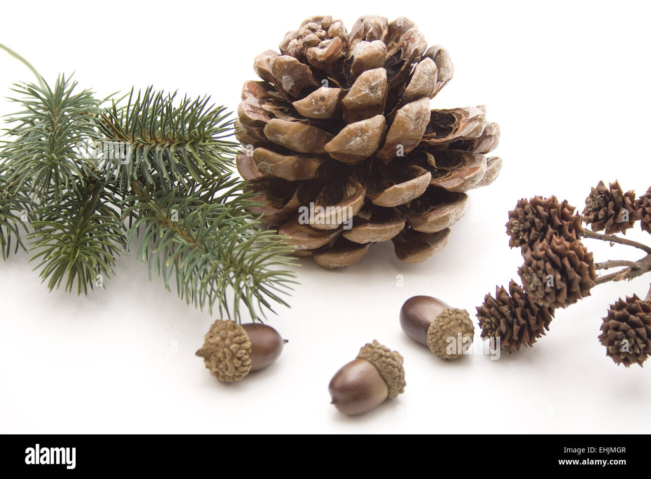 Pine cones and acorns Stock Photo - Alamy