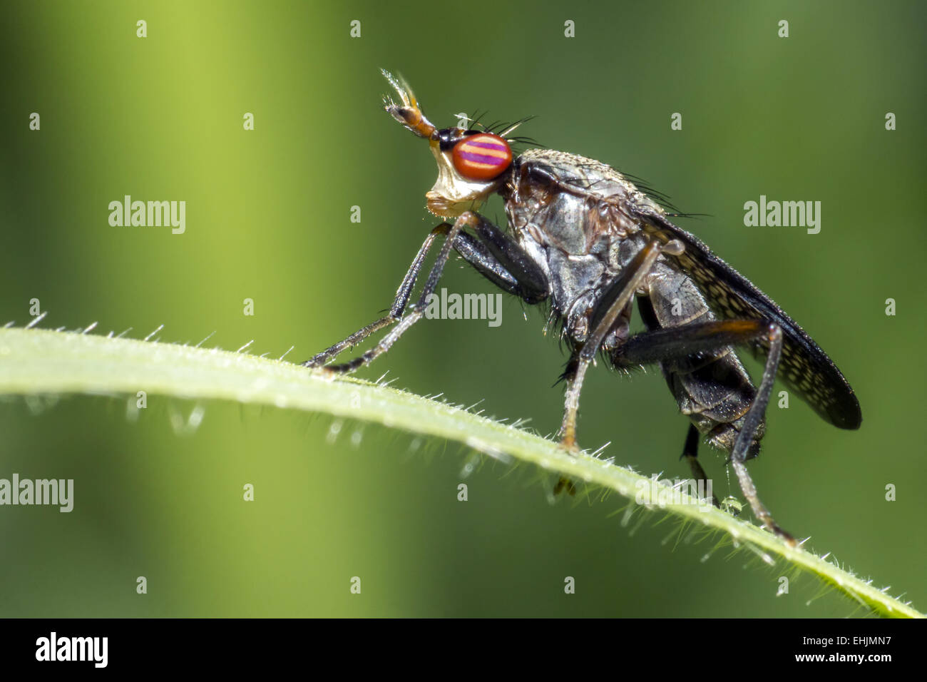 Portrait of a fly Stock Photo - Alamy