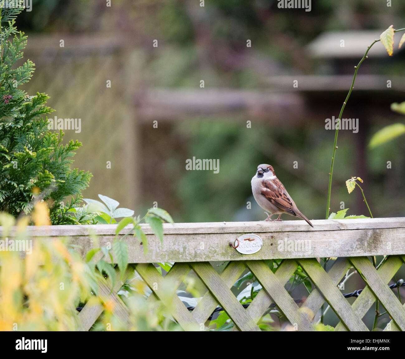 Suburban sparrow hi-res stock photography and images - Alamy