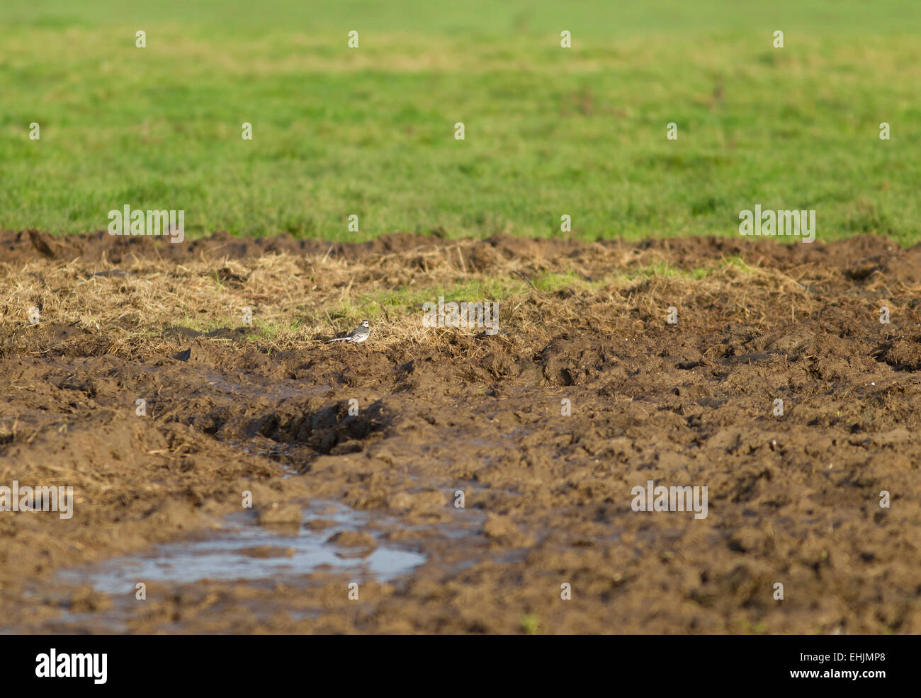 Trough near cow hi-res stock photography and images - Alamy