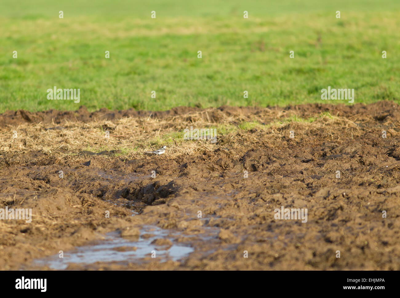 Trough near cow hi-res stock photography and images - Alamy