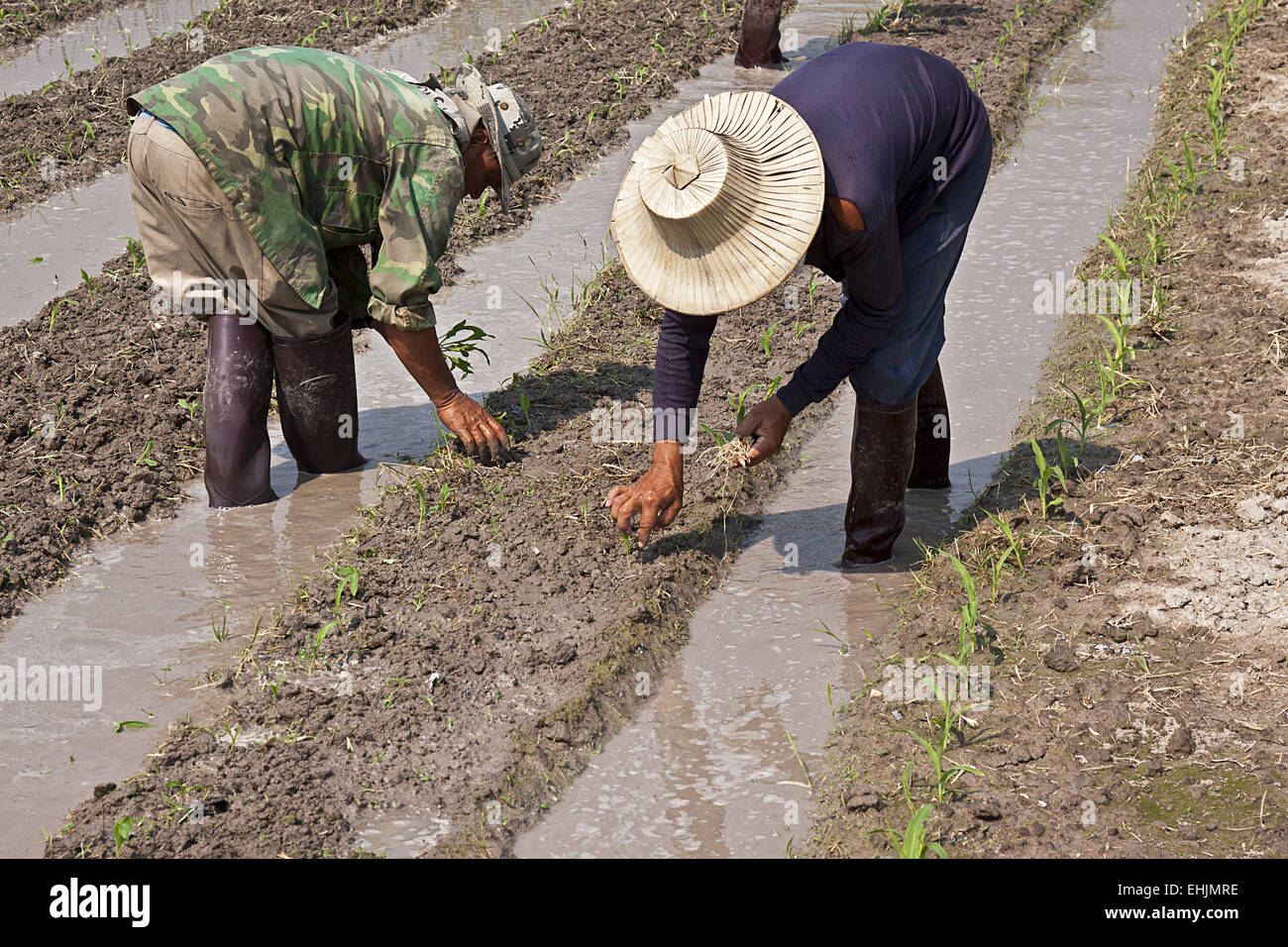 Planting corn seedlings hi-res stock photography and images - Alamy