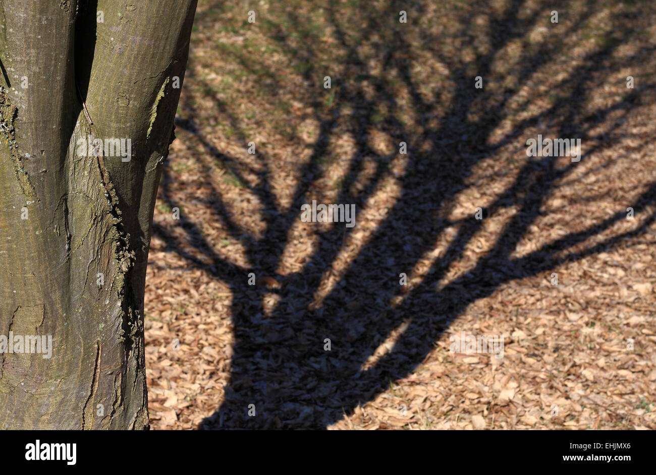 The tree and his shadow Stock Photo - Alamy