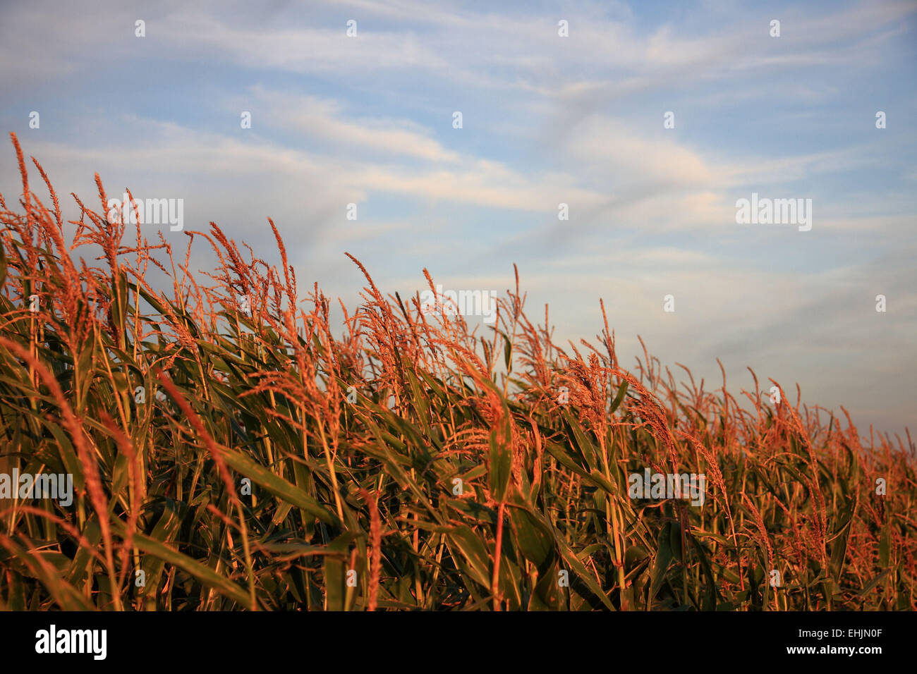 Corn sunset hi-res stock photography and images - Alamy