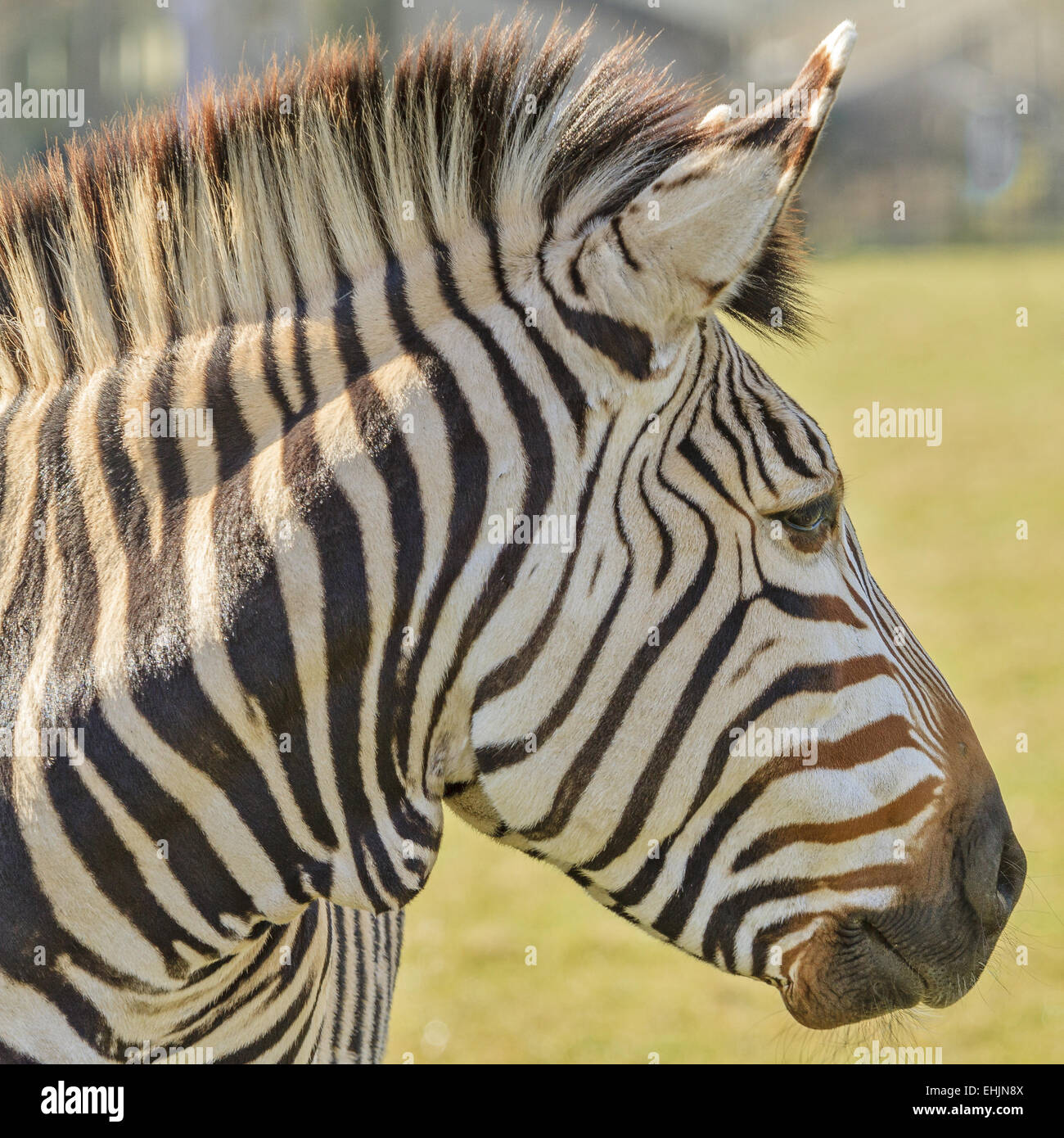 Equus grevyi grevys zebra hi-res stock photography and images - Alamy