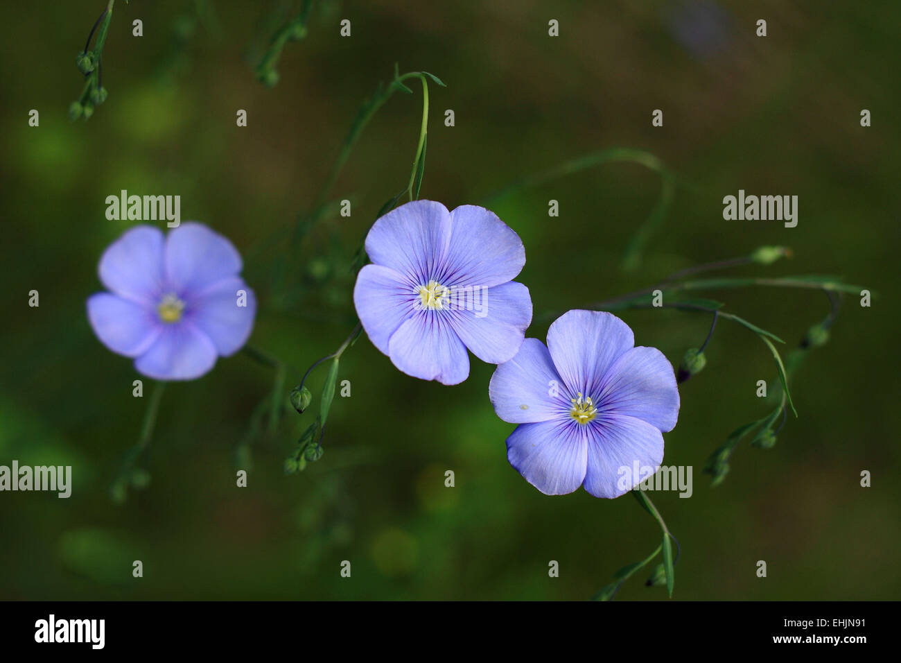 French flax hi-res stock photography and images - Alamy