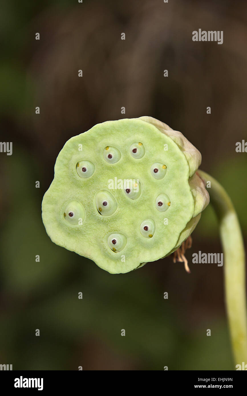 Withered lotus plant hi-res stock photography and images - Alamy