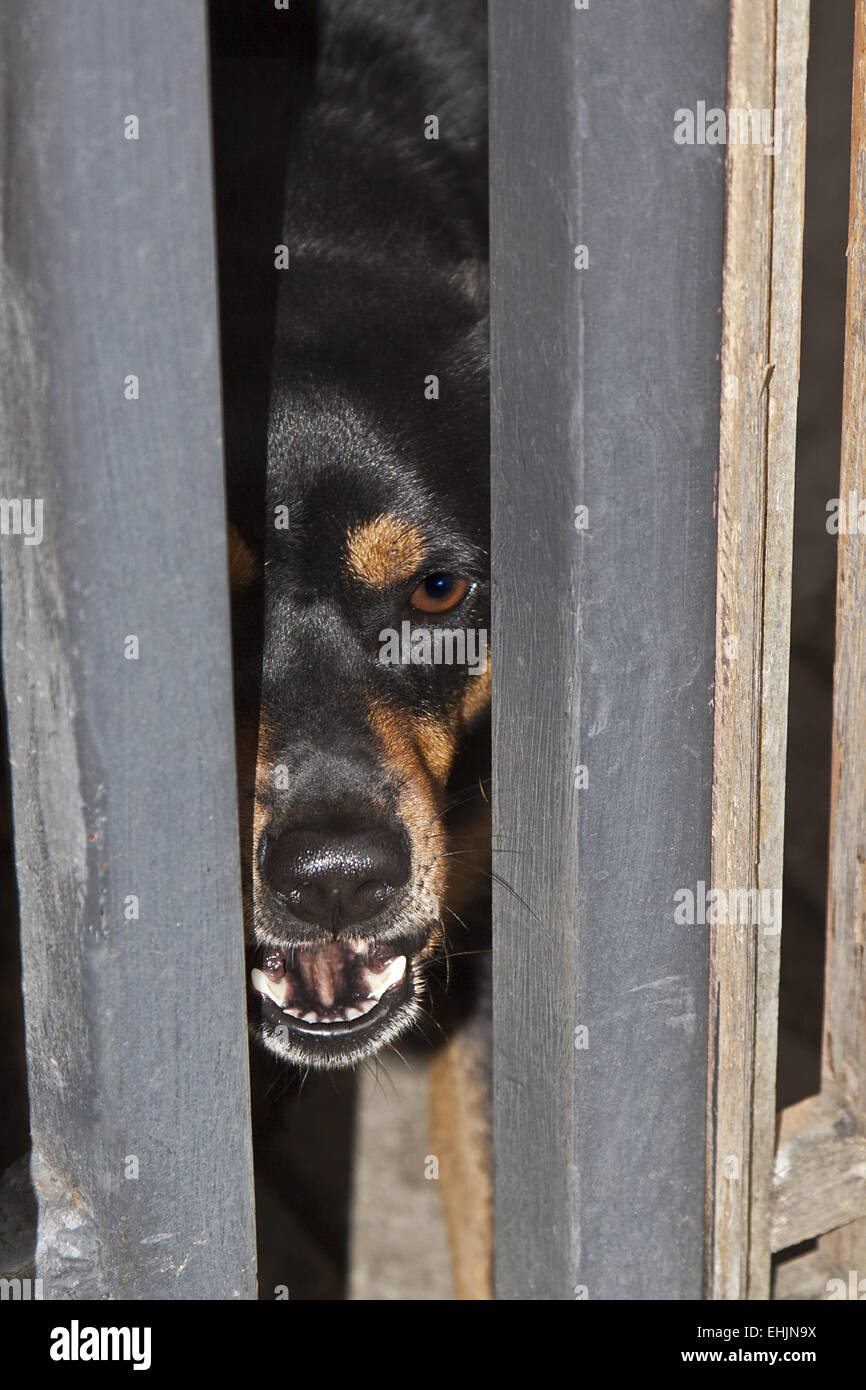 Vicious dog hi-res stock photography and images - Alamy