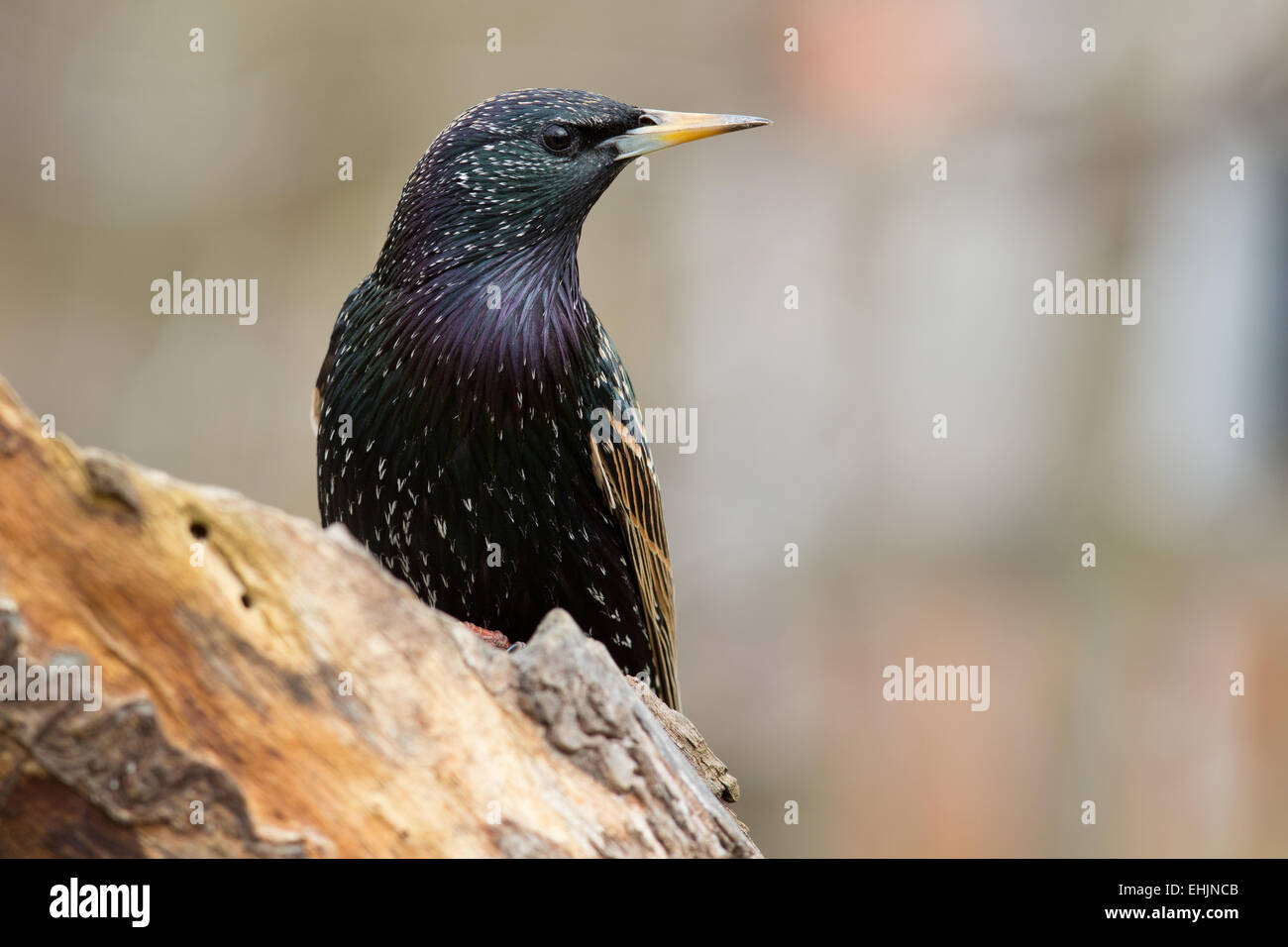 Yellow starling hi-res stock photography and images - Alamy