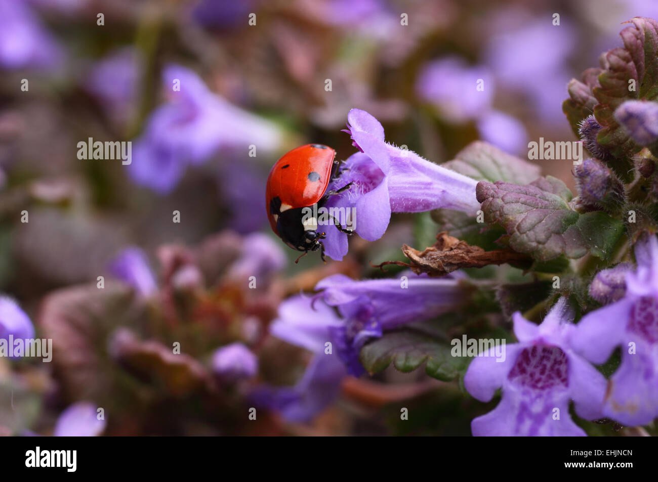 Ladybugs and ivy Stock Photo - Alamy