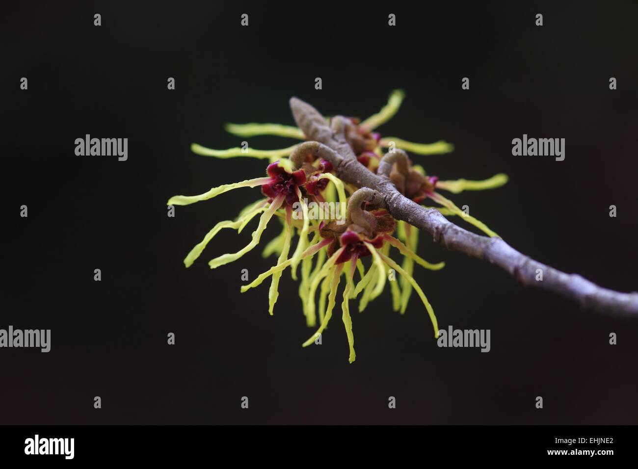 Blute zweig hi-res stock photography and images - Alamy