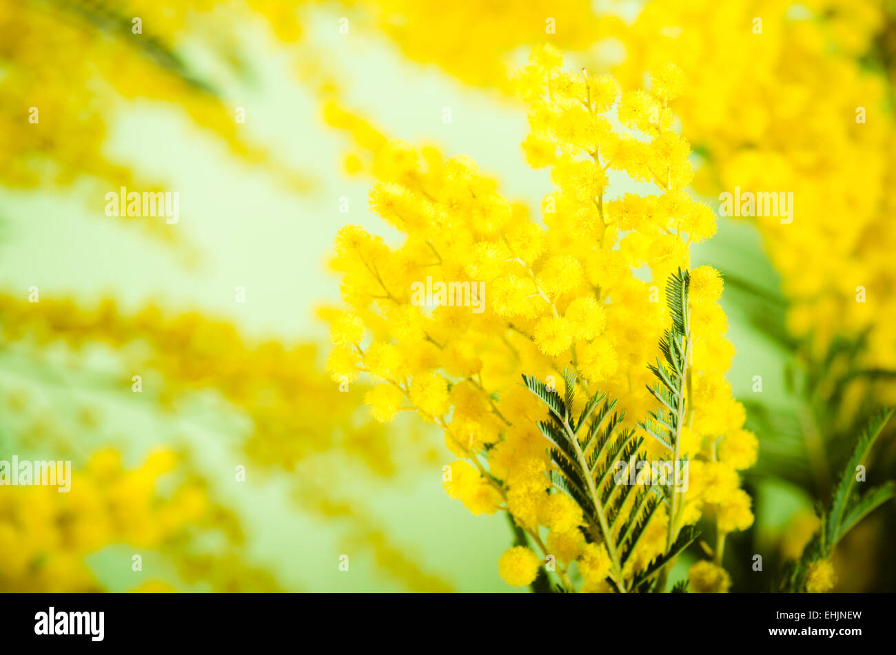 Mimosa spring hi-res stock photography and images - Alamy