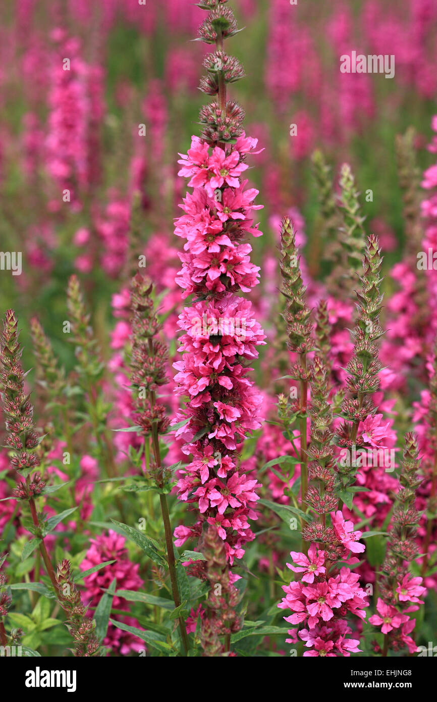 Red hyssop plants Stock Photo - Alamy