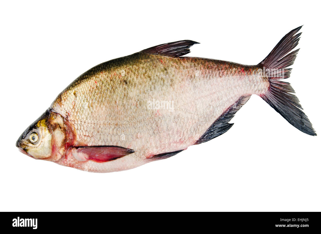 Bream is isolated on a white background Stock Photo - Alamy