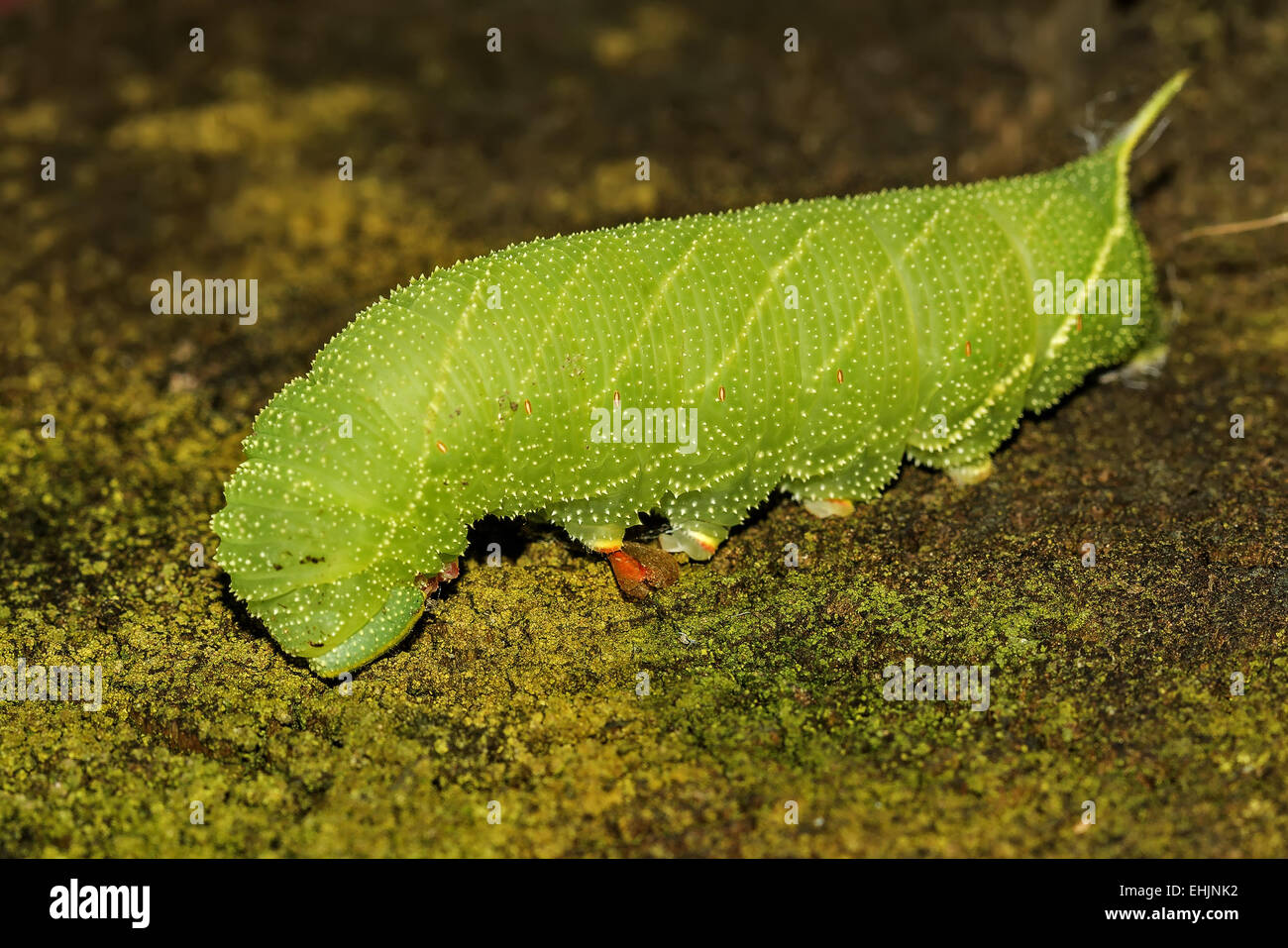 Lime Hawk Moth Caterpillar A Lime Hawk Moth Caterpillar, Mimas Tiliae,