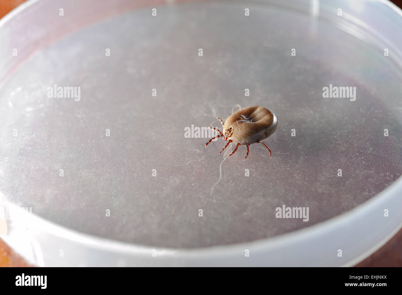 Ticks insect close up hi-res stock photography and images - Alamy