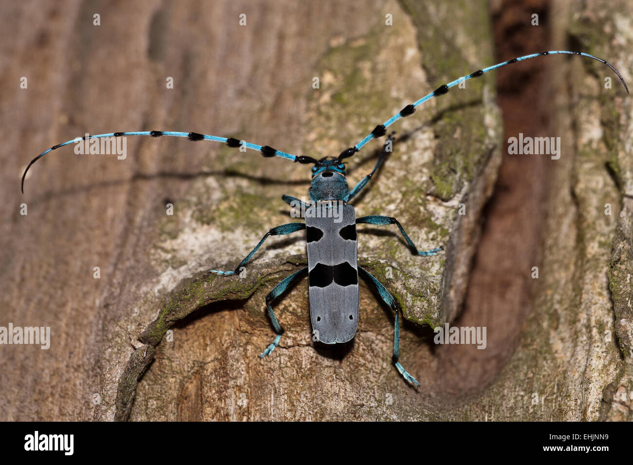 Rosalia longicorn hi-res stock photography and images - Alamy