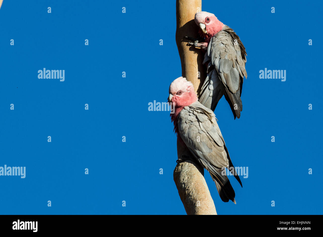 Galahs hi-res stock photography and images - Alamy