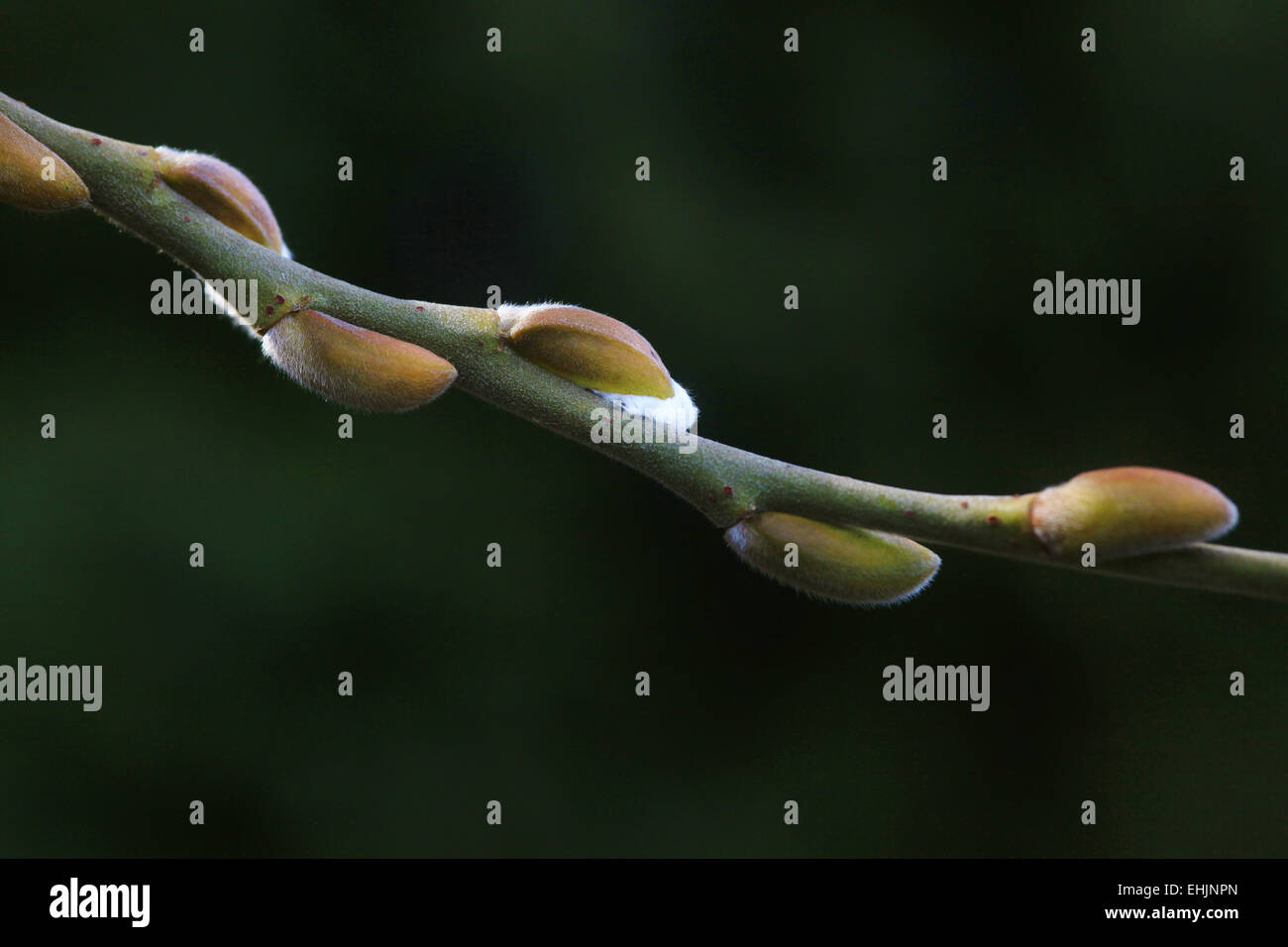 Close up catkin hi-res stock photography and images - Alamy