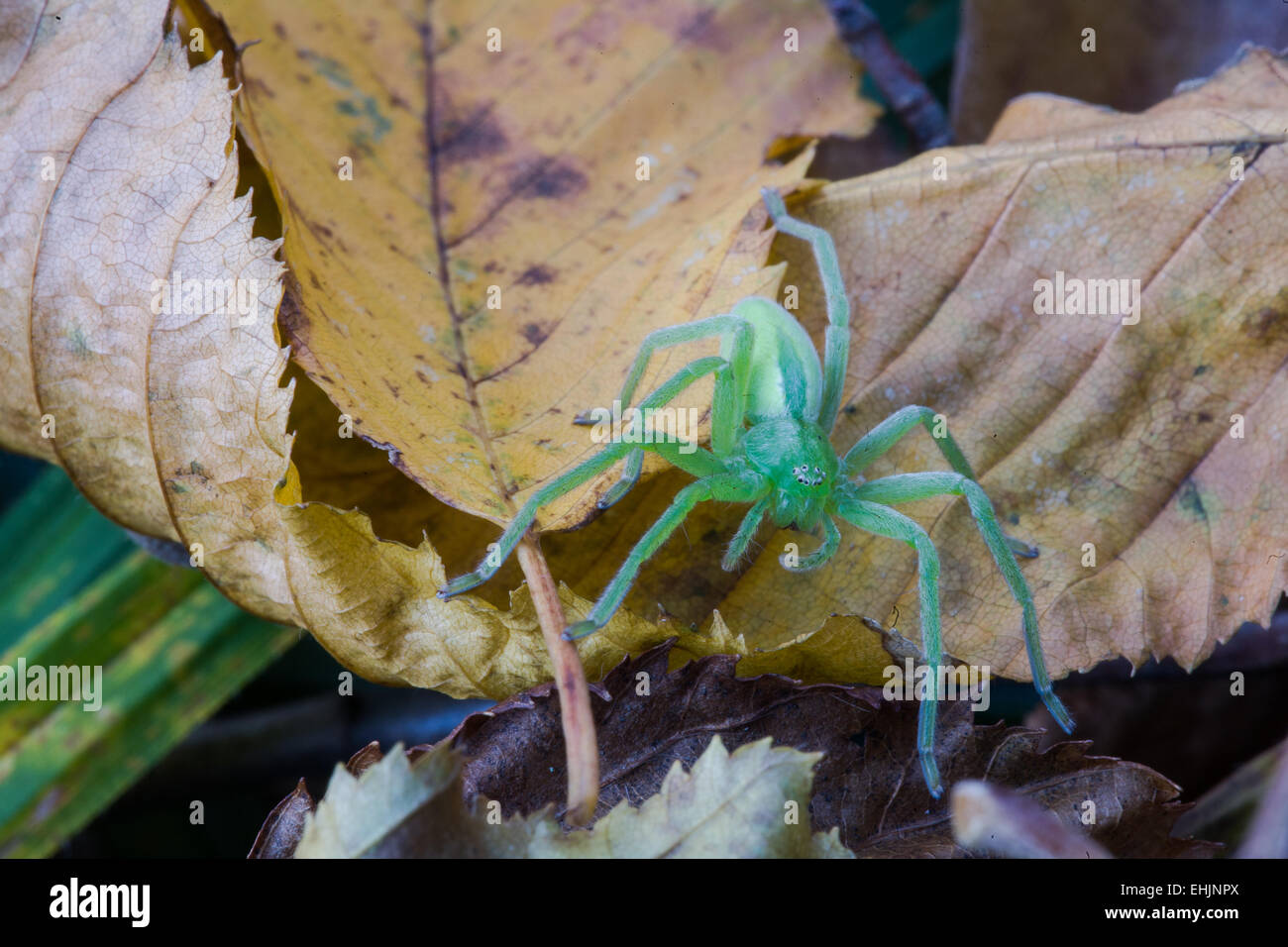 Green huntsman spider Stock Photo - Alamy