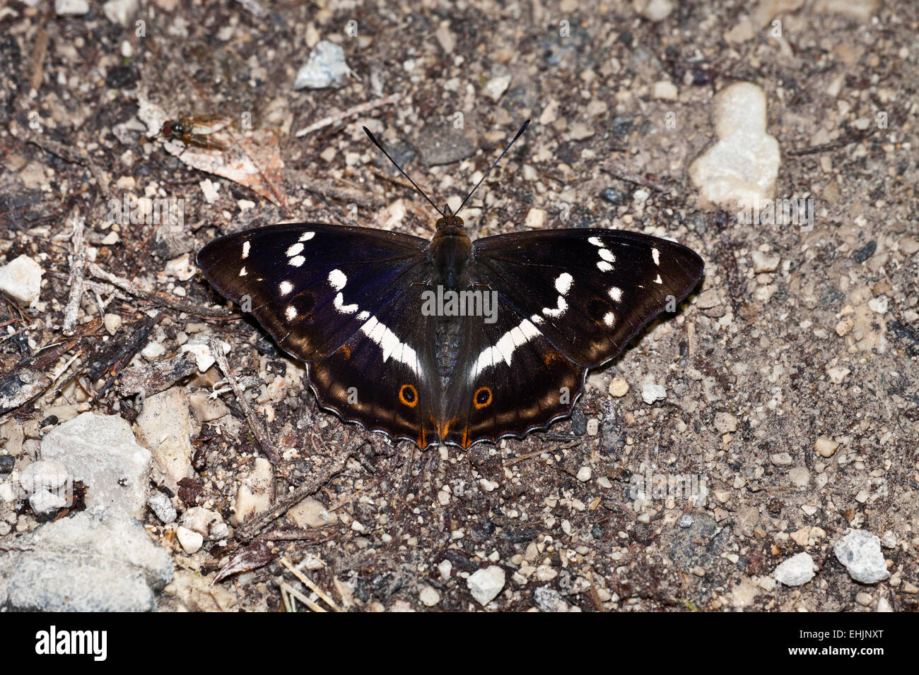 Purple emperor butterflies hi-res stock photography and images - Alamy