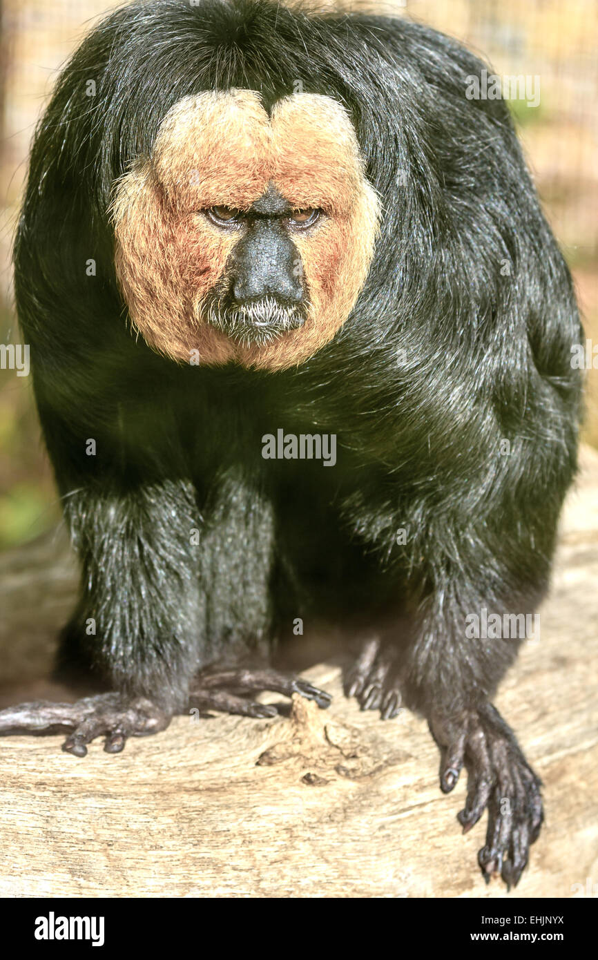 White faced Saki (Pithecia pithecia Stock Photo - Alamy