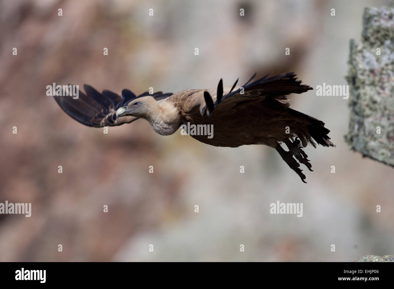Vulture in the wild hi-res stock photography and images - Alamy