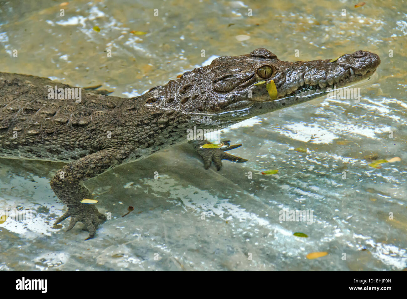 American crocodile (Crocodylus acutus) Mexico Stock Photo - Alamy