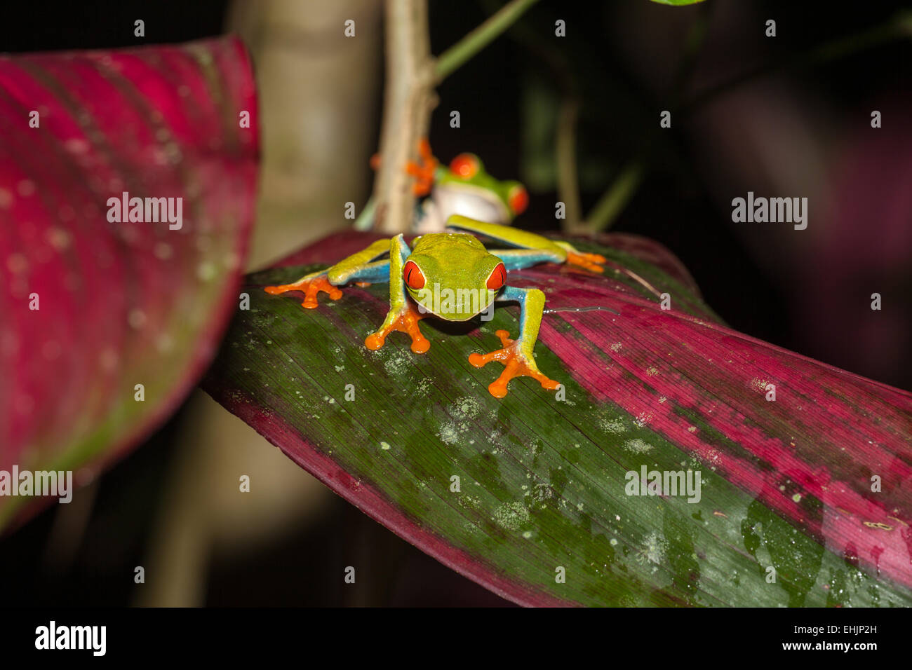 Red-eyed tree frog Stock Photo - Alamy