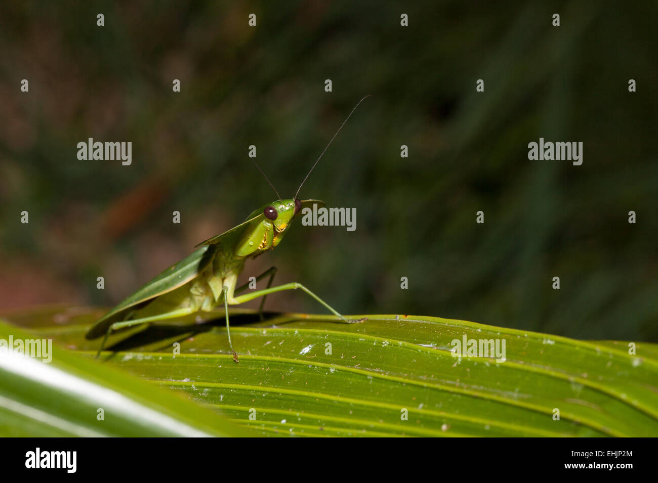 Peruvian Shield Mantis Stock Photo - Alamy