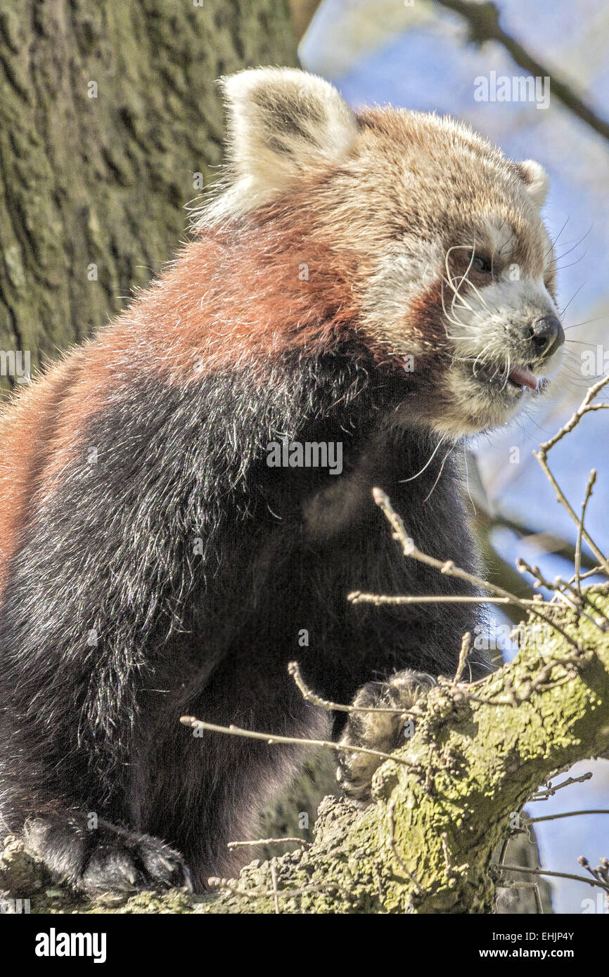 Red Panda (Ailurus fulgens Stock Photo - Alamy