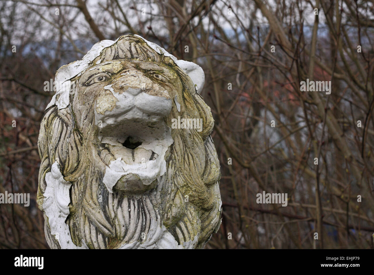 Old lion hi-res stock photography and images - Alamy