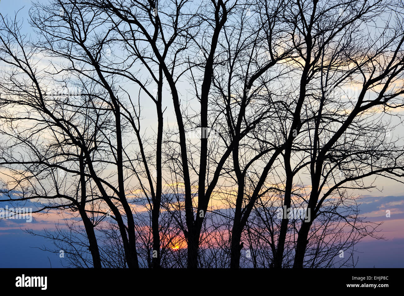 Tree silhouette at sunset Stock Photo - Alamy
