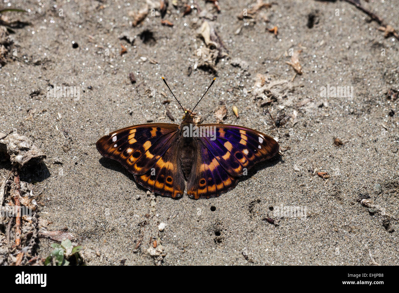 Lesser Purple Emperor Stock Photo - Alamy
