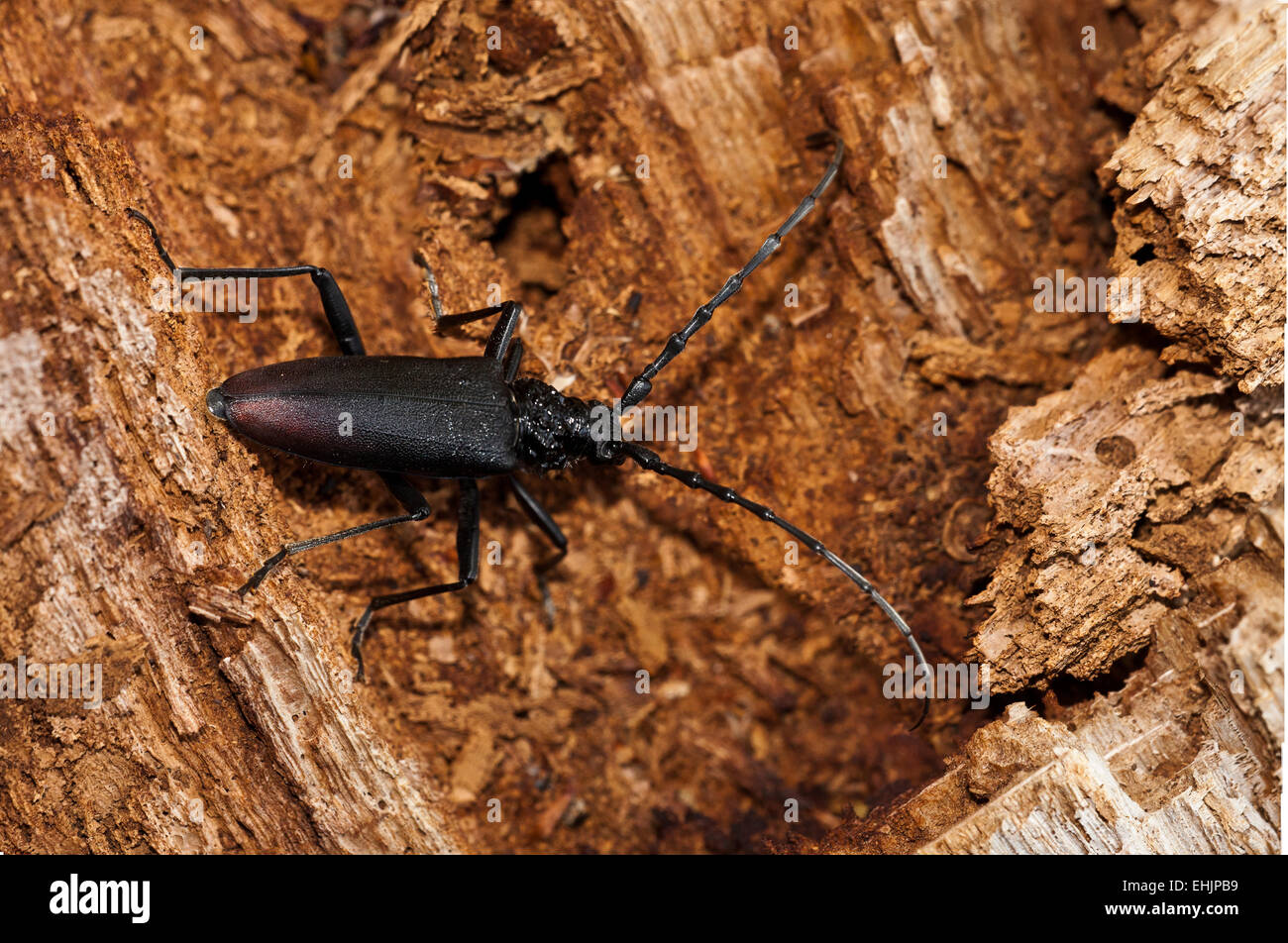 Great capricorn beetle Stock Photo - Alamy