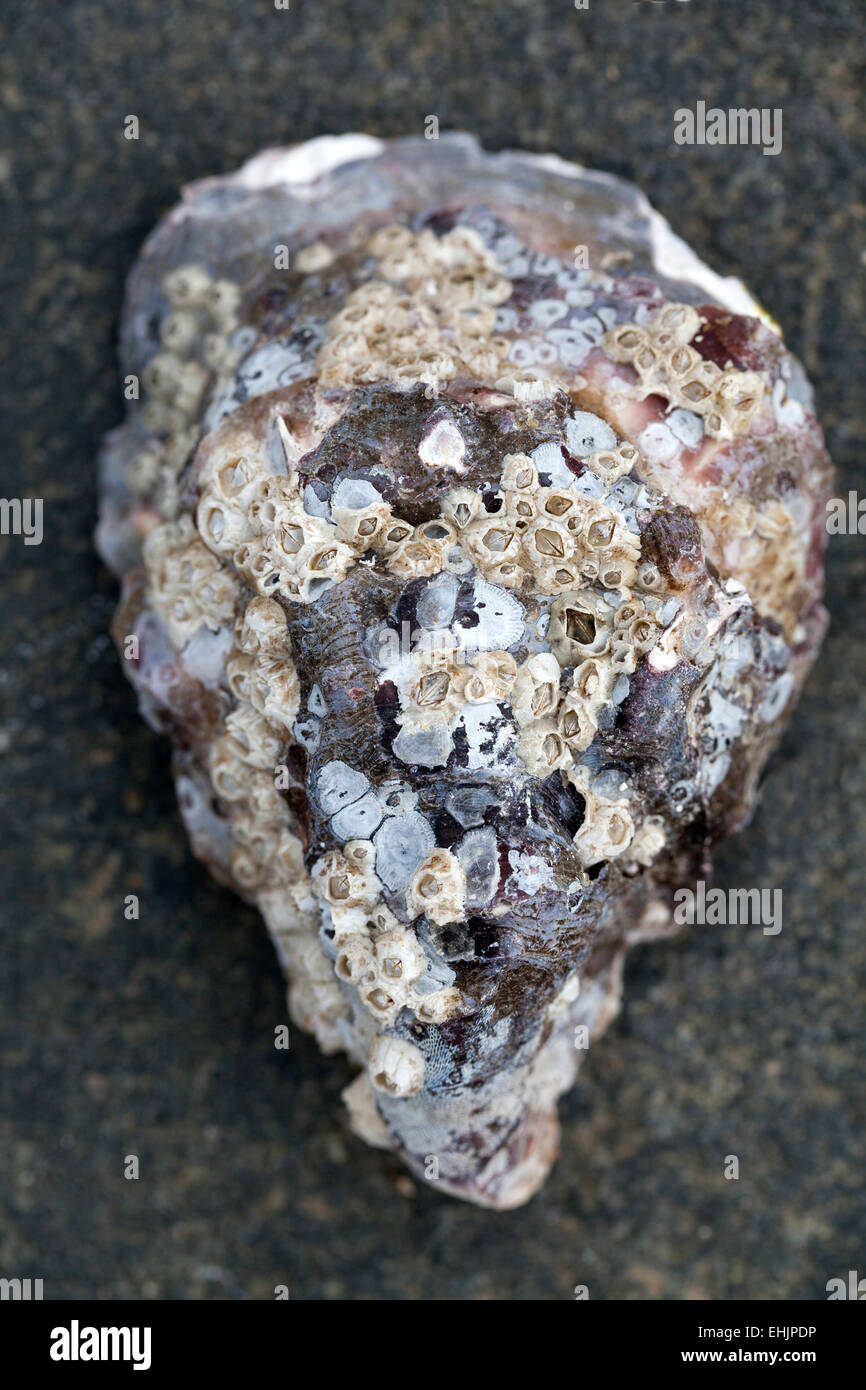 Oyster in the shell hi-res stock photography and images - Alamy