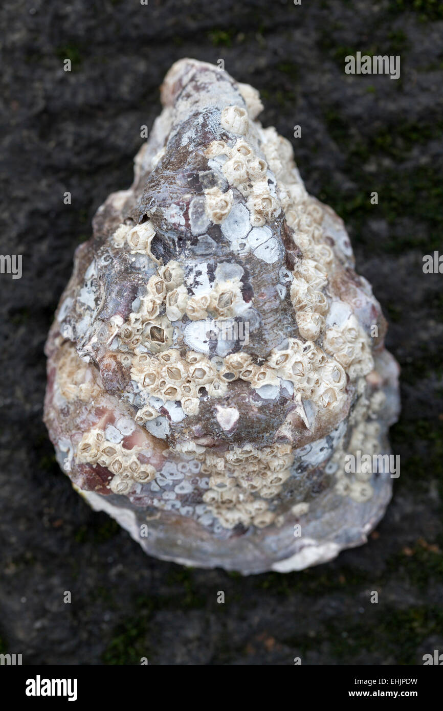 Oysters in shells hi-res stock photography and images - Alamy
