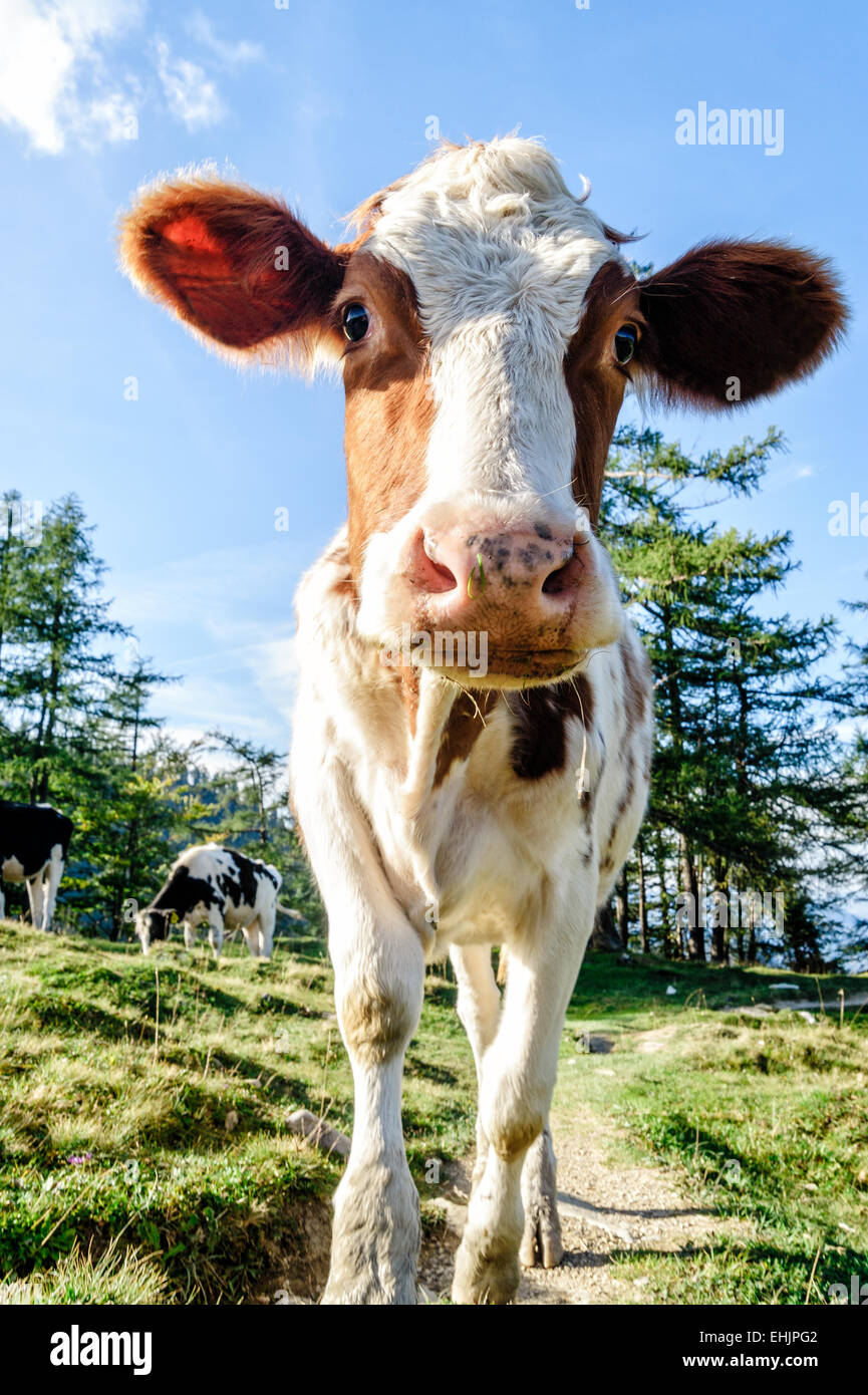 Cute young calf Stock Photo - Alamy