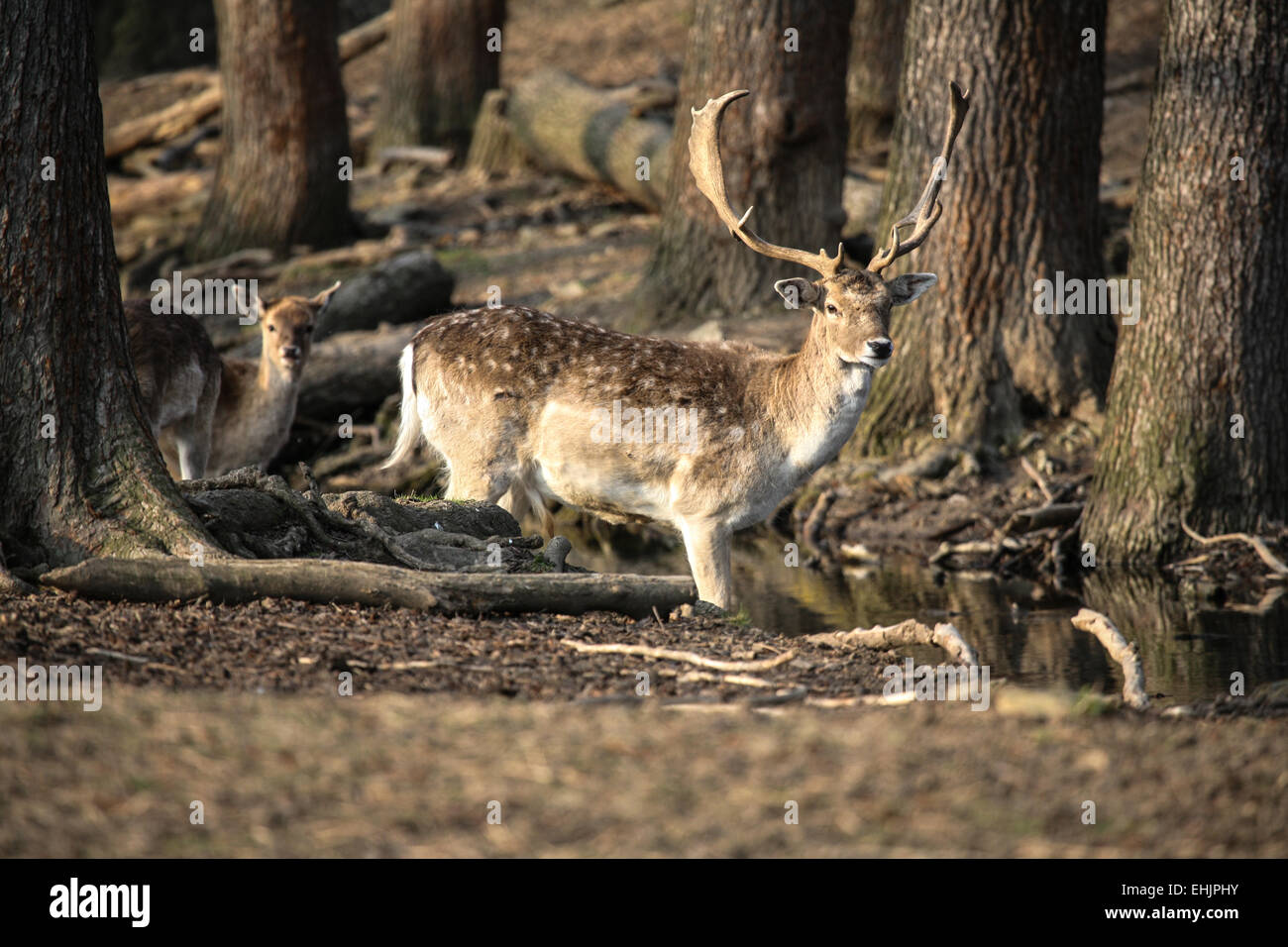 Fallow de hi-res stock photography and images - Alamy