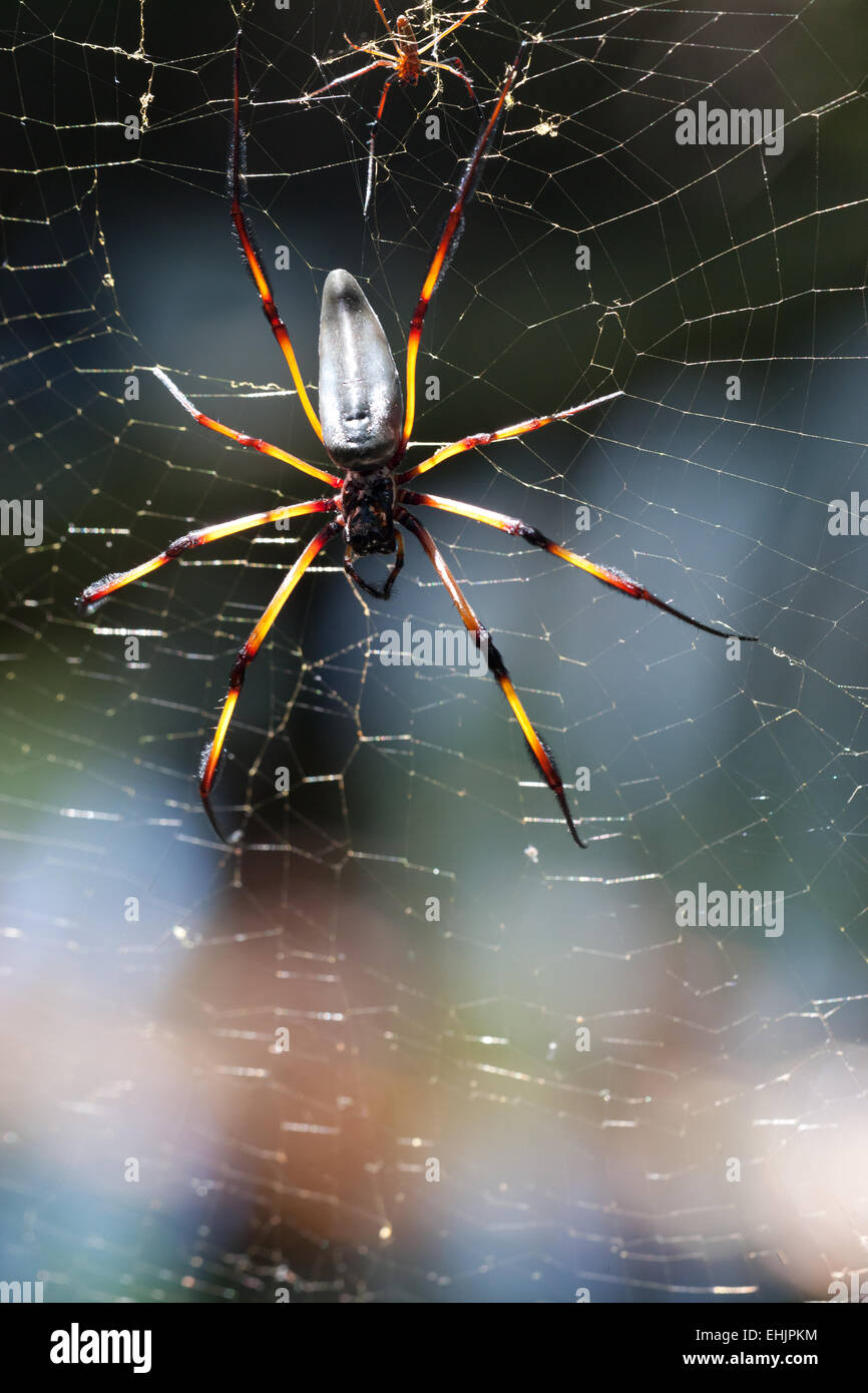 Banana spider hi-res stock photography and images - Alamy
