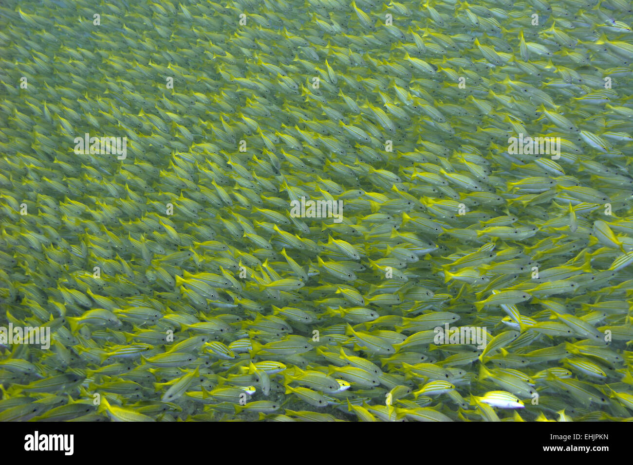 Shoal of fish Stock Photo - Alamy